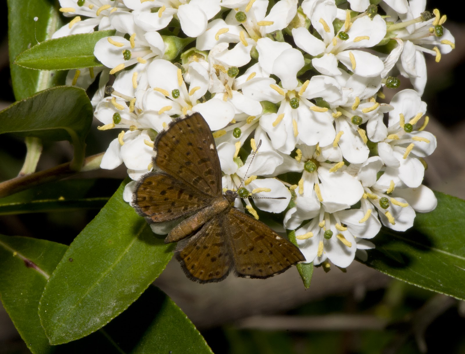 FOTOGRAFIAS DE LA FLORA AUTOCTONA DEL URUGUAY: ARBOL DEL PITO
