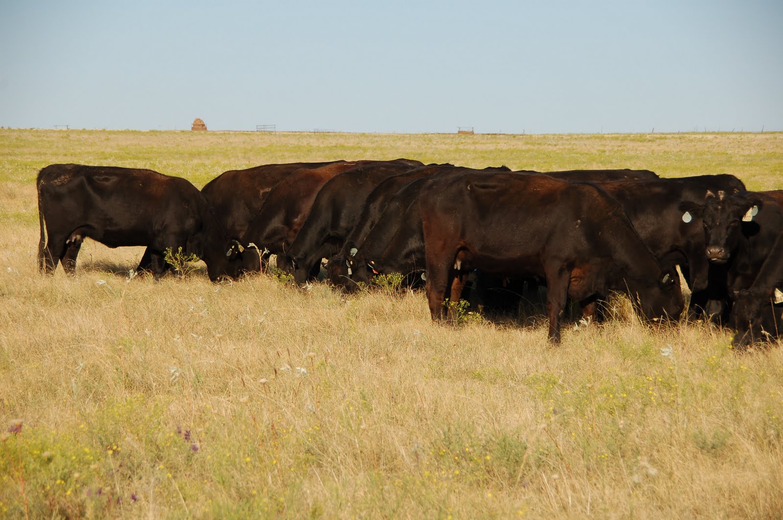 Buck Cattle Co. Blog: Open Recipient Cows For Sale!!