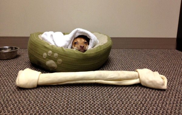 Cute!: Little dog. Big bone!
