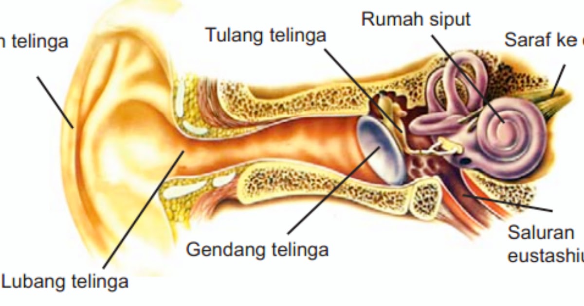 Langkah Sederhana Atasi Telinga Tersumbat - SING SEHAT