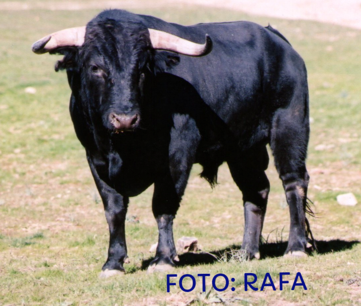 Toreo en Red Hondo: PINTAS DEL TORO DE LIDIA (5): LOS TOROS NEGROS NO ...