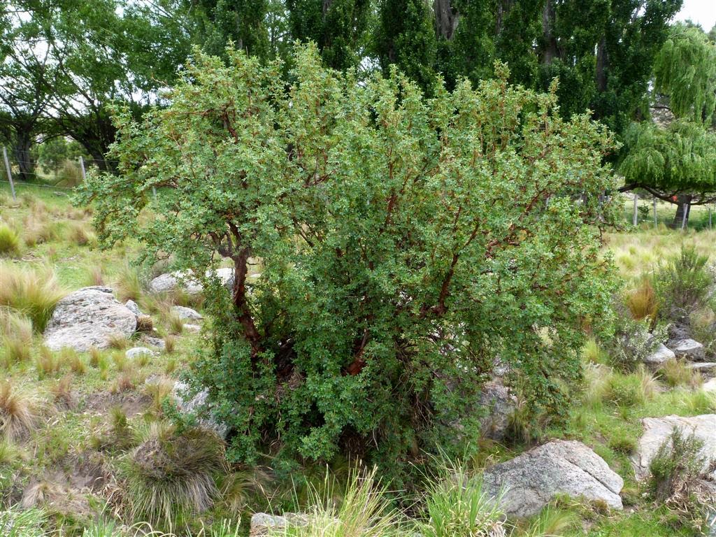 Árboles: Tabaquillo - Queñoa