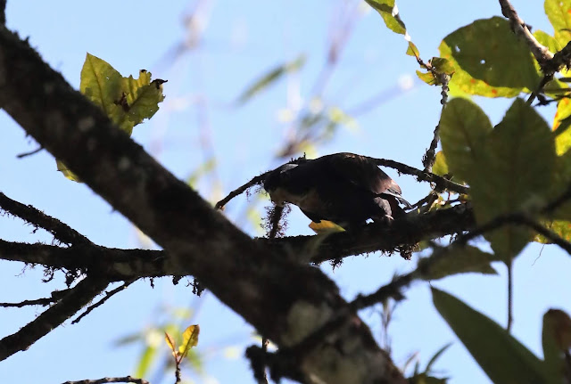 Instantes alados Perú y Ecuador 2018: loro negro o catarnica