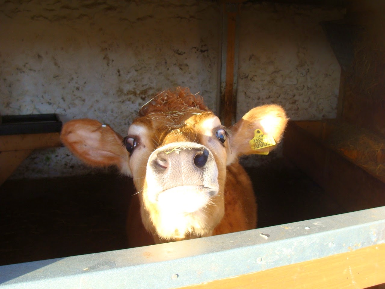 Matt Swan in Dorset: The Cattle Are Lowing, The Baby Awakes