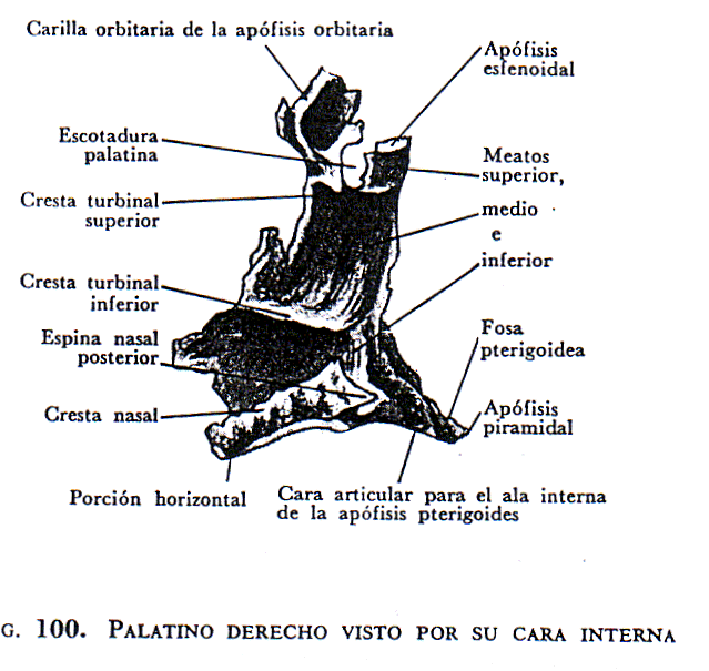 Morfofunción: Cabeza y cuello: Palatino