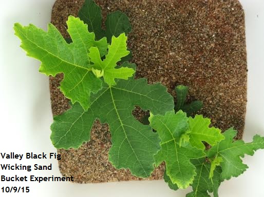 Figs Fort Smith!: No-Sew Landscape Fabric Fig Propagation Pots