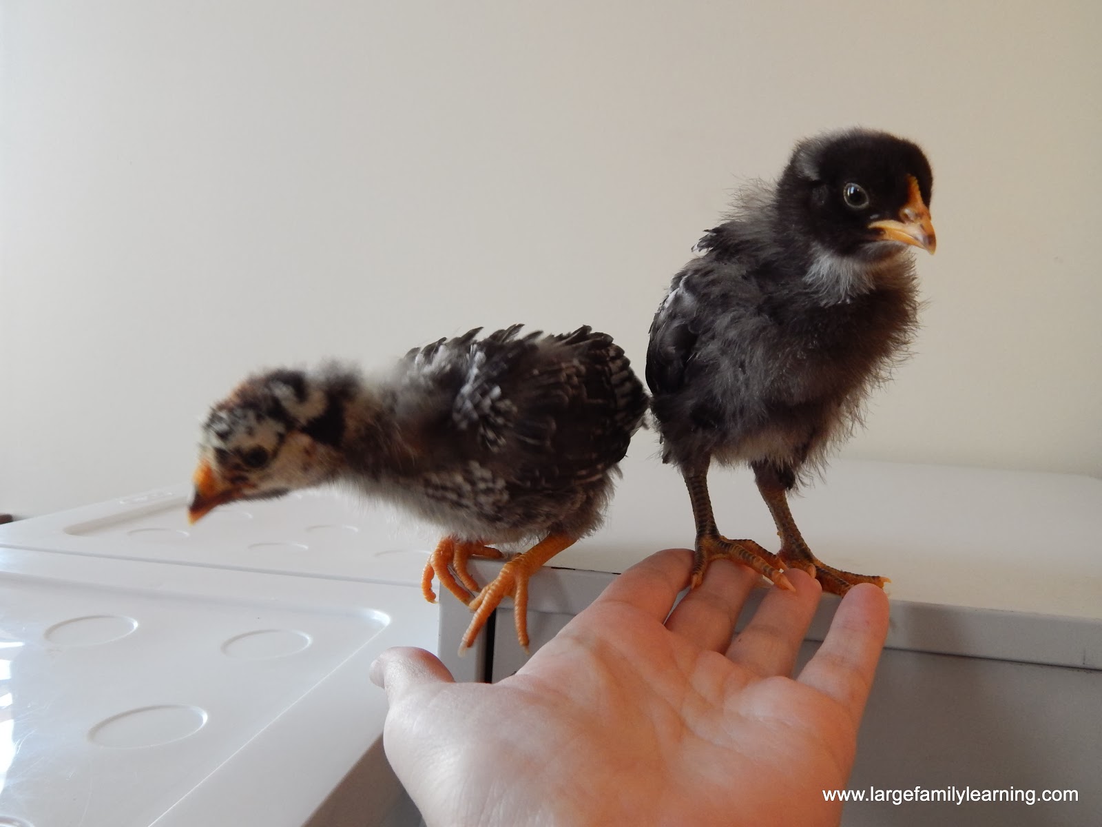 Large Family Learning : Raising Baby Chicks: 2 Weeks Old (Part 1)