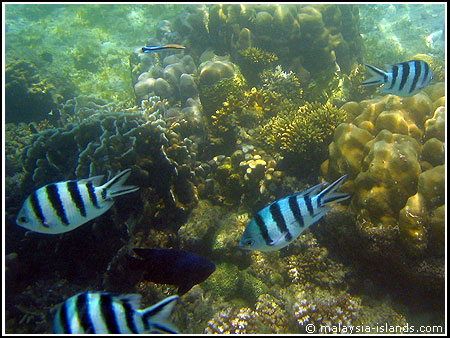 ♥My Story@LovesMeReadme♥: Snorkeling in Sapi Island