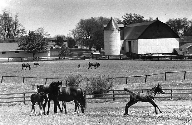 Write... and Ride: Help Save Windfields Farm!