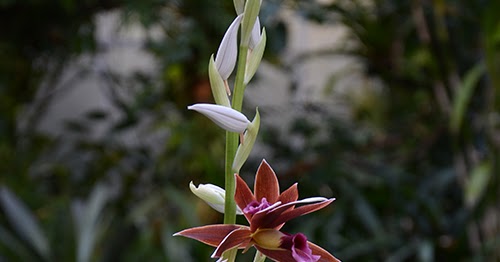 The Orchid Column: How to Grow Phaius