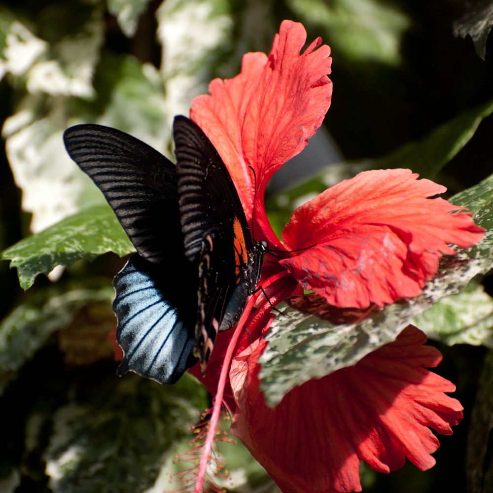 Postcards from Sussex: Hunting for the Golden Birdwing