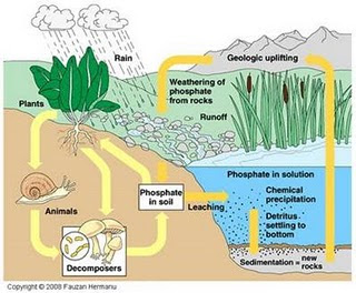 Materi IPA Siklus Fosfor - Pusat Sekolah