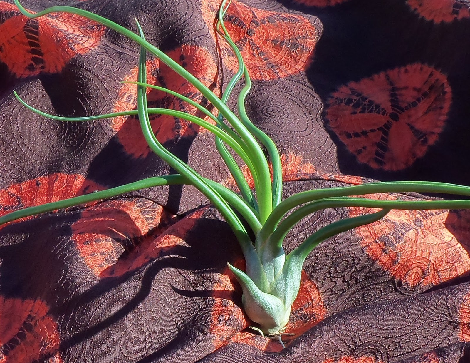 My Life Among the Lithops (and Other Strange Plants): Tillandsia of the ...