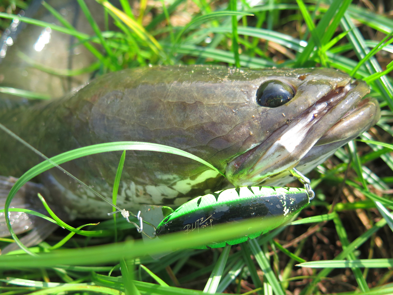 Tackle Source: OUR BELOVED COMMON SNAKEHEAD!