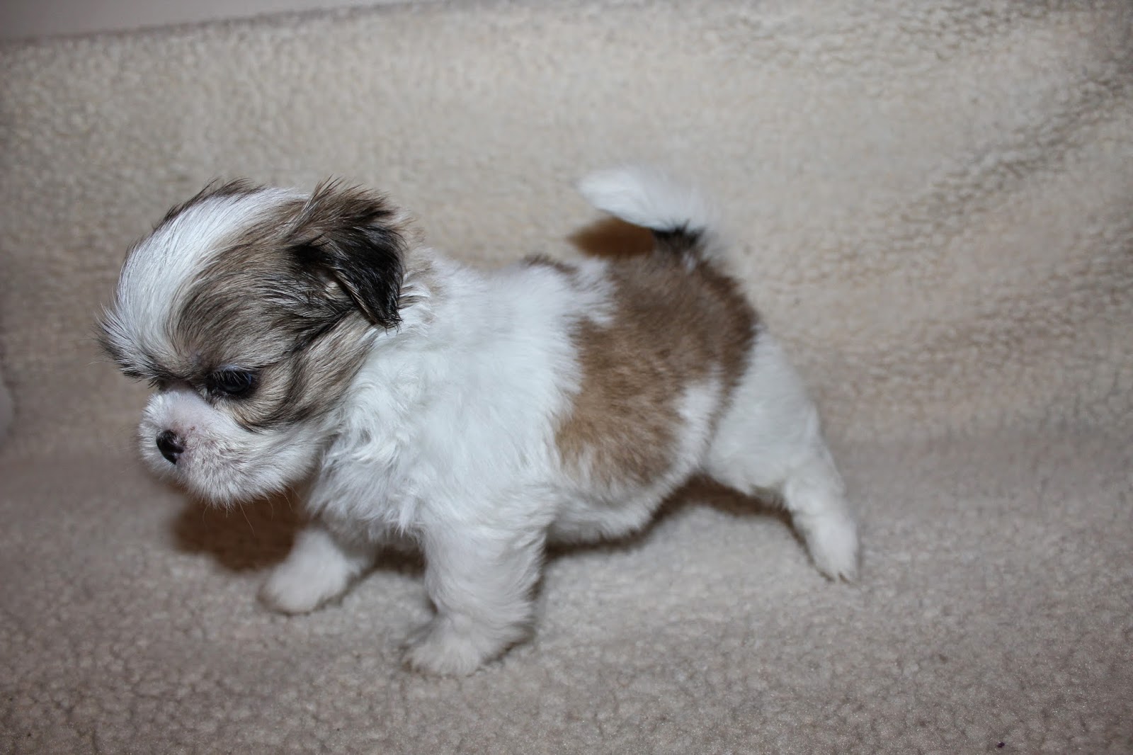 Lhasa Apso - Penny's Pups from birth to new homes: Molly's Puppy's 5 ...