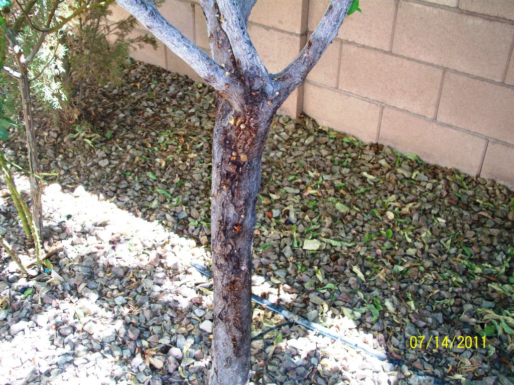 Xtremehorticulture of the Desert: Buying New House May Need Lots of ...