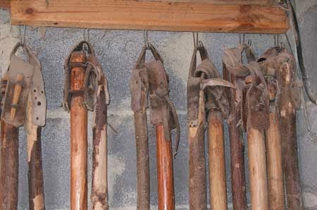 El trigo almidonero silvestre, “LA ESCANDA” en Asturias-TRITICUM ...