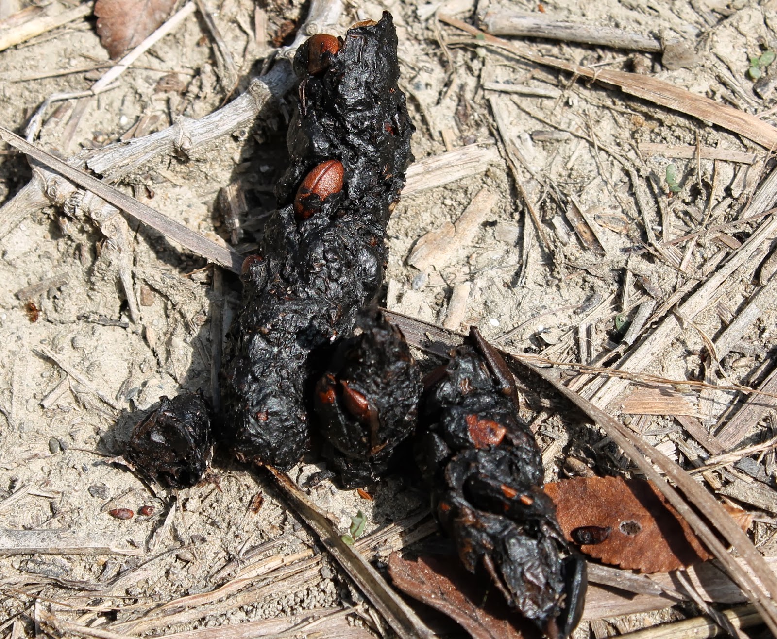 The Creek Journal: Middle October