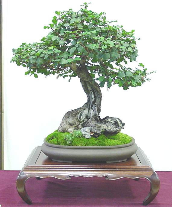 TODO BONSAI: Ficha: ENCINA