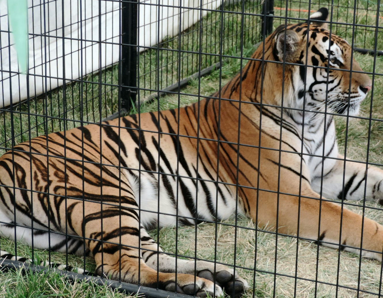 Father Julian's Blog: Animals at the County Fair