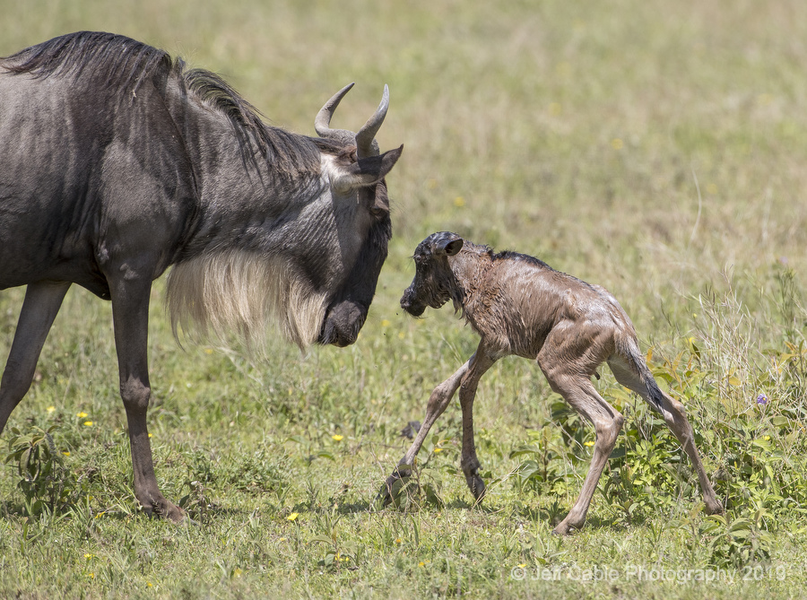 Jeff Cable's Blog: The Wildebeests of Africa - A newborn trying to ...