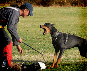 PSICOLMASCOT: Adiestramiento Canino. El perro de defensa - 5