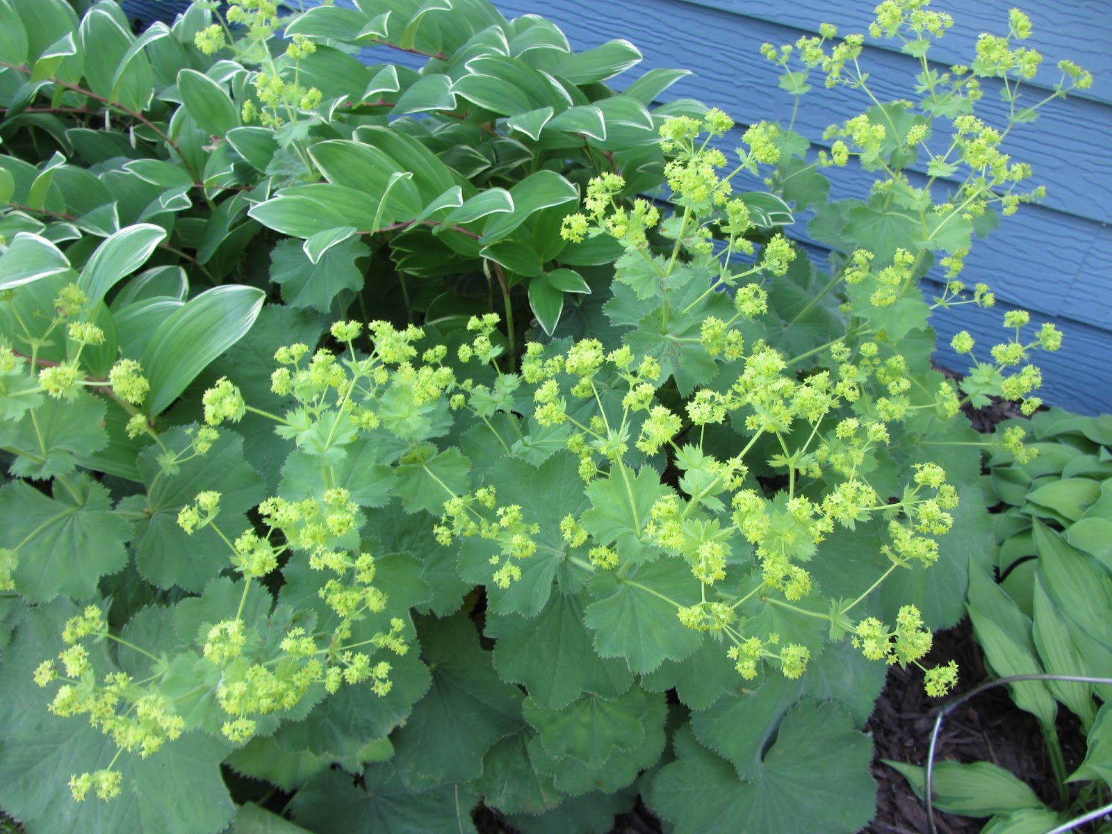 Outdoor This and That 16: What's Blooming/Weeding Tips/Seal Coated ...