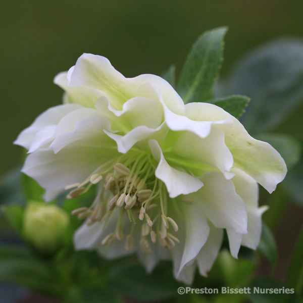 Preston Bissett Nurseries and Country Shop: Spring Hellebores