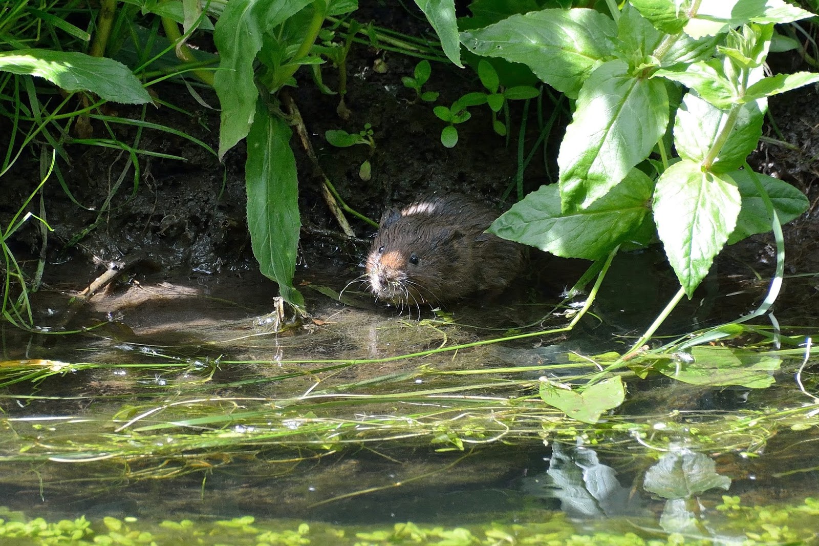 Lower Windrush Valley Project: May 2019