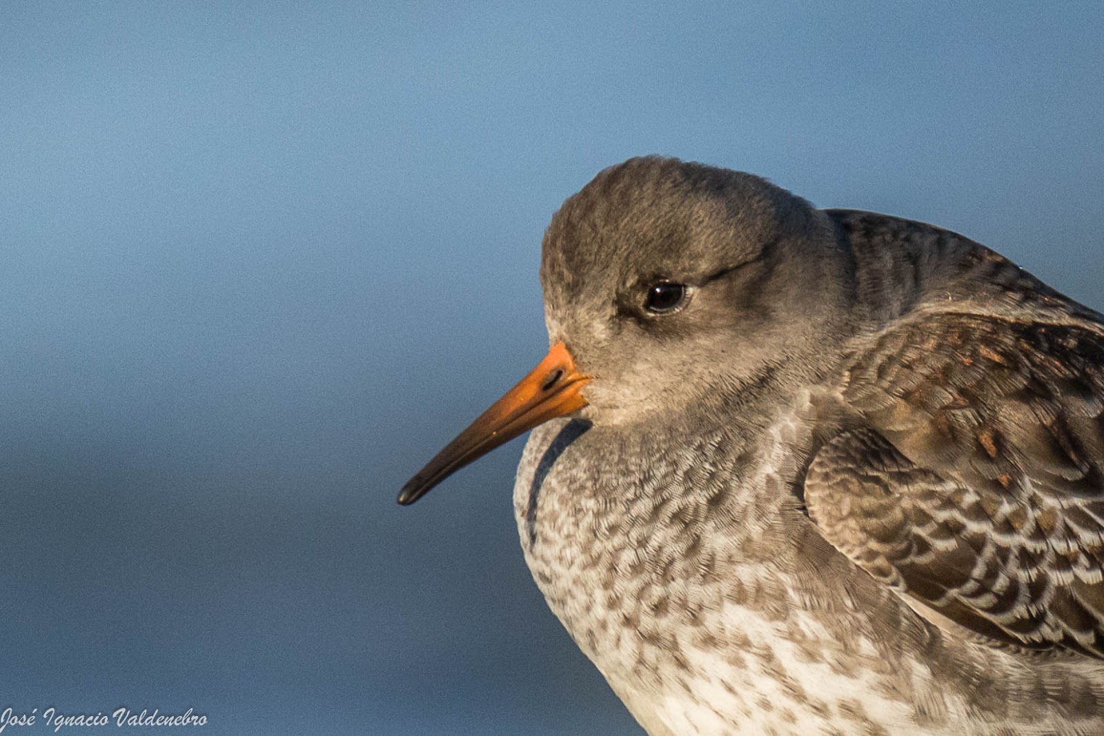 DocNatureBlog: Una limícola escasa, muy del norte y de aguas bravas ...