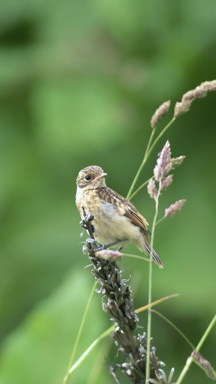 Fondo android pack 217