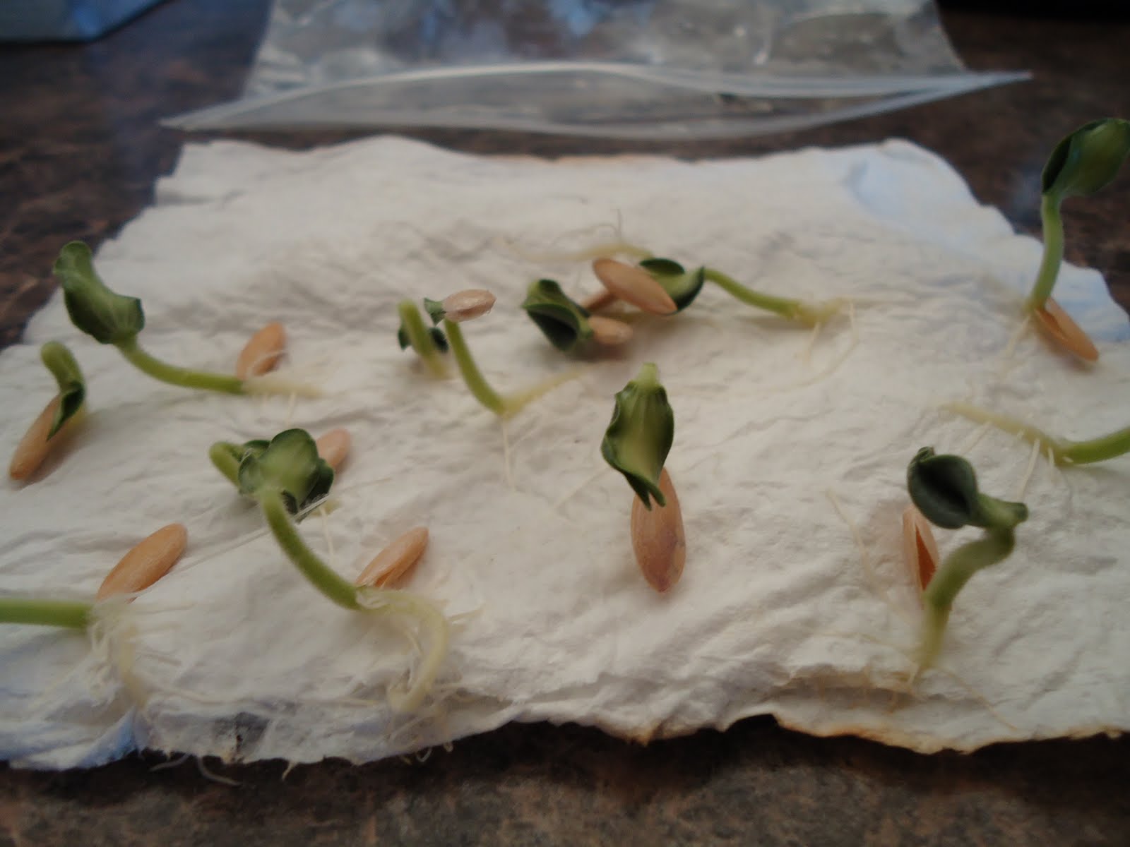 Nadia Geology: البـــــذور و الإنبــــات-Seeds and germination