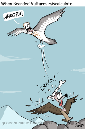 Green Humour: When Bearded Vultures Miscalculate