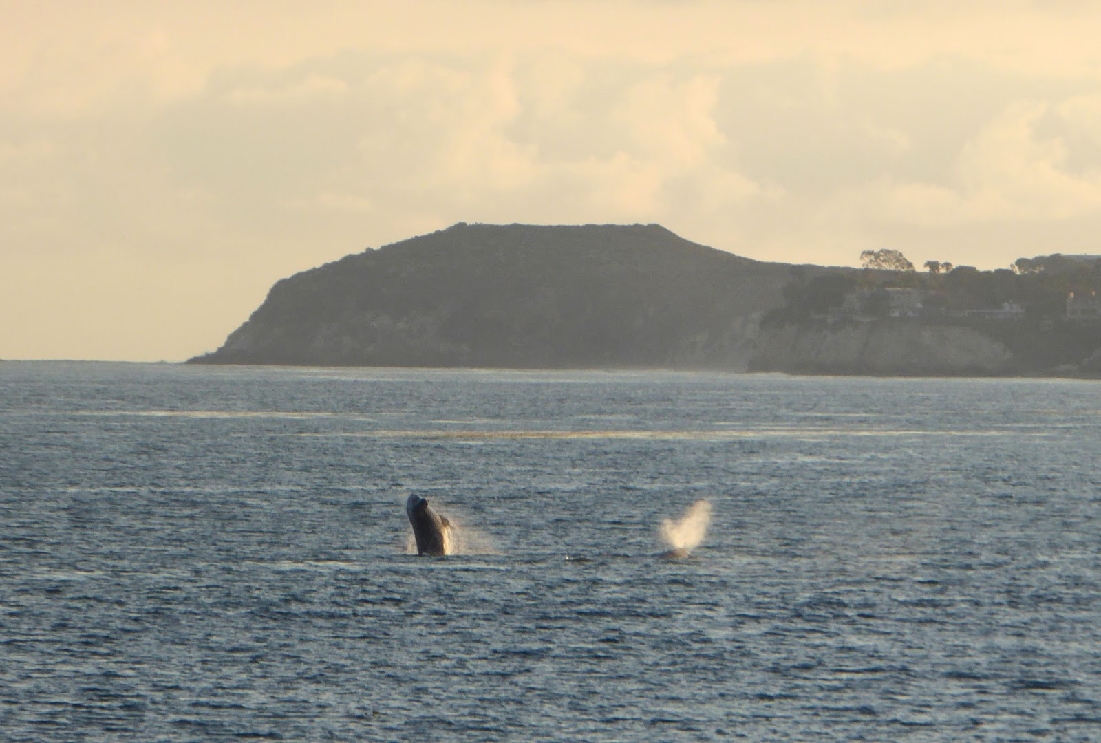 The Malibu Post: Flying Whales