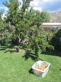 Mashed Potatoes and Crafts: Reparing Broken Fruit Tree or Peach Tree ...