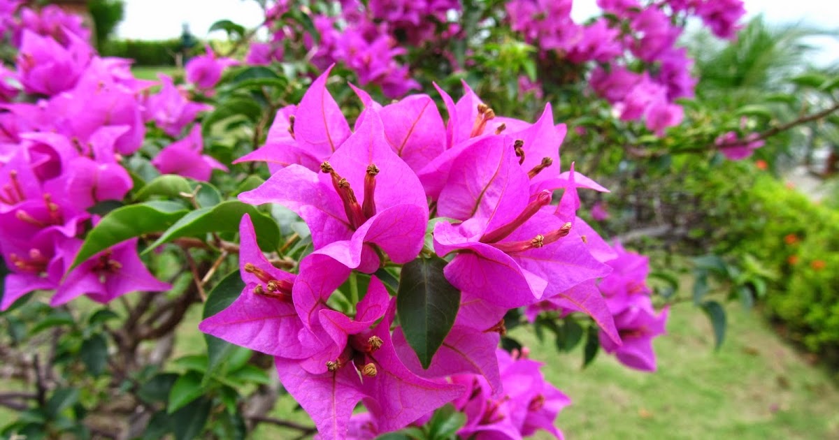 Ide 34+ BungaKembang Kertas, Hiasan Bunga