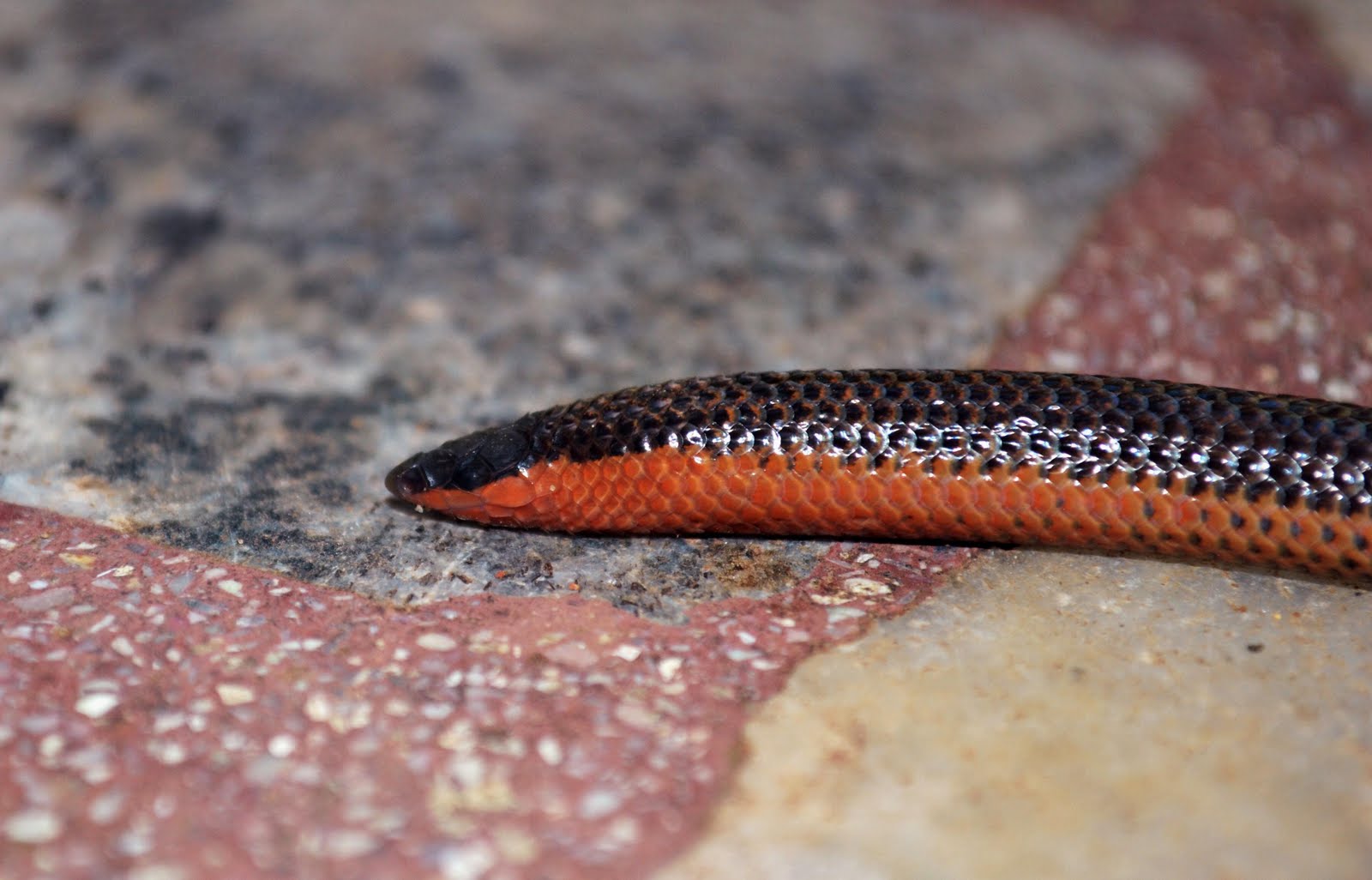 Photography & Me: Shield-Tailed Snake
