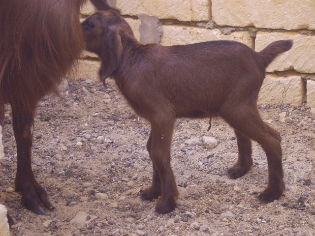 Rahmani Sheep, Shami Goats & More Ain Musa Farm: Our Arrival: Shami ...