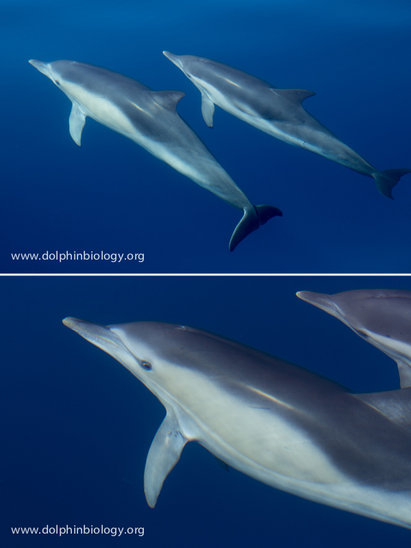 Dolphin Biology and Conservation: Pure and hybrid dolphins