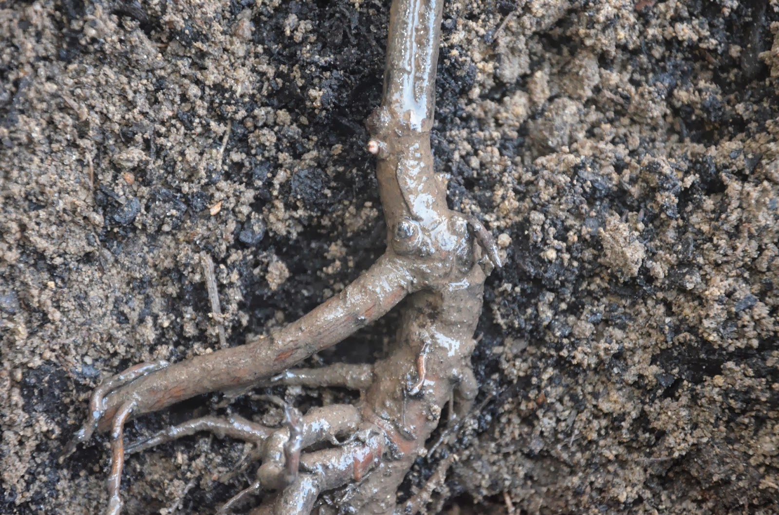 Southern Peony: 2013 Planting Chinese Tree Peonies