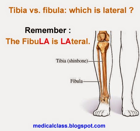 nursing bibs: tibia vs fibula