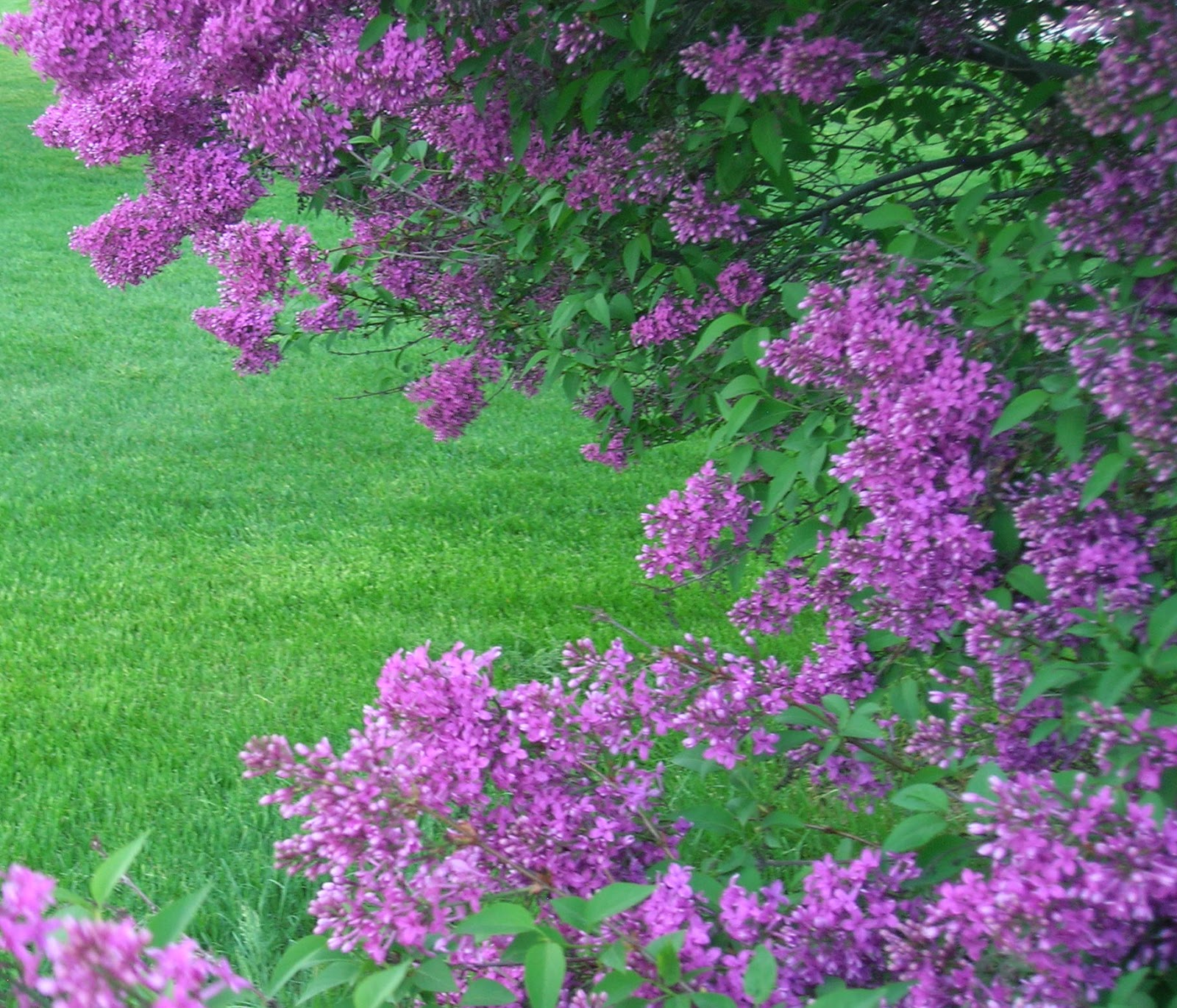 Photographing Flowers: Violets & Purples Through the Season