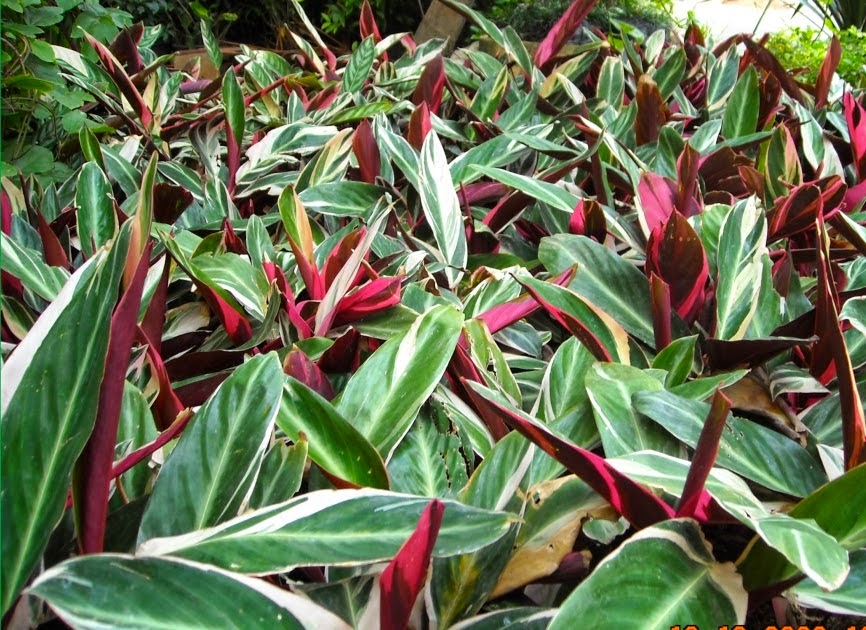 Tanaman Meranti Bali | Pohon Meranti Bali