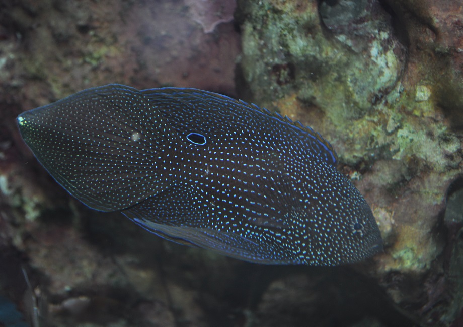 ZOOTOGRAFIANDO (6.096 ANIMALS): BETA MARINO COMETA / ARGUS COMET ...