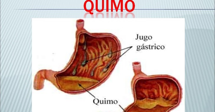 DICCIONARIO DE BIOLOGIA: ¿QUÉ ES QUIMO?