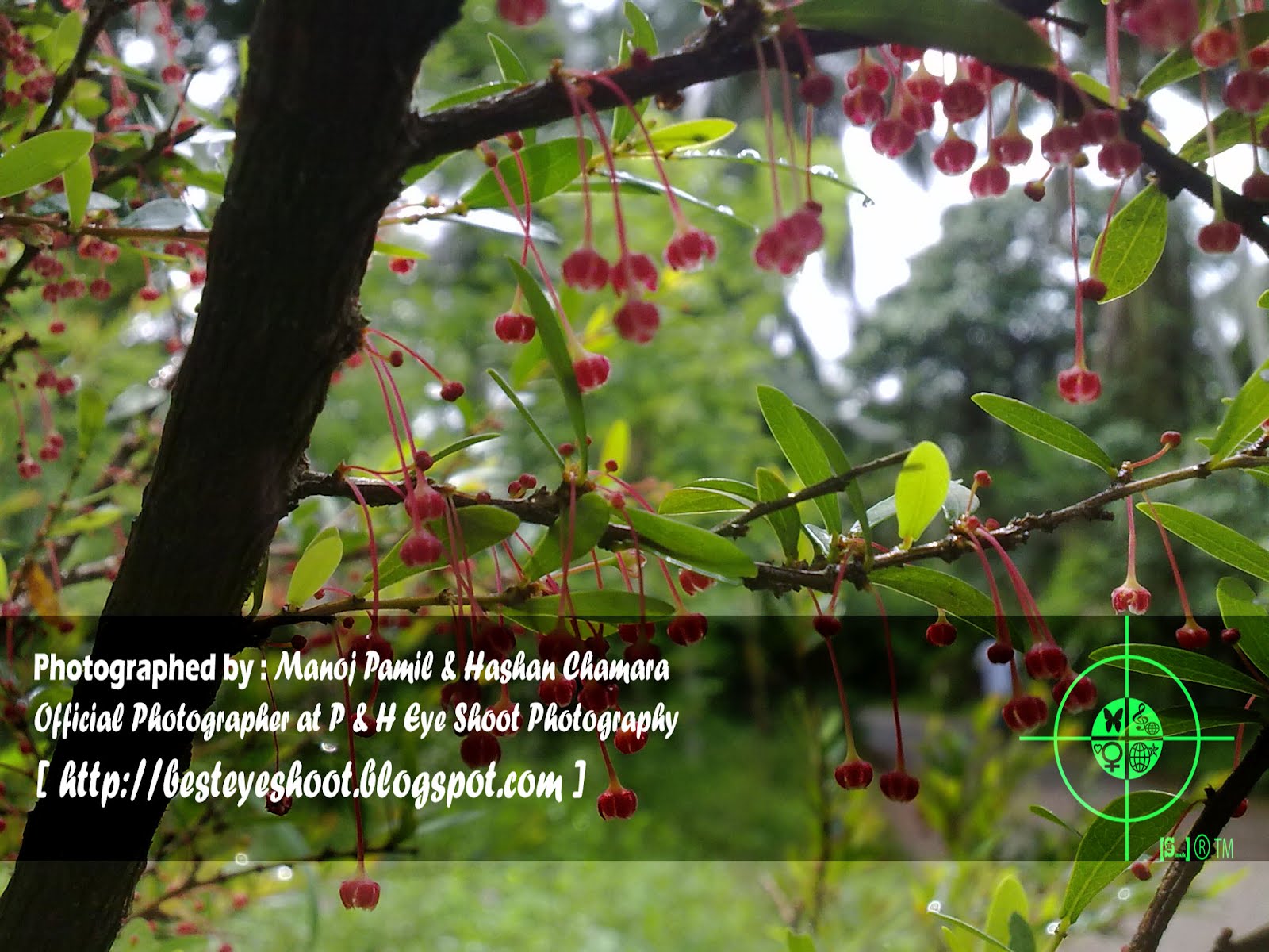 Sri Lanka Best Nachural Photography P & H Eye Shoot Photography - P & H ...