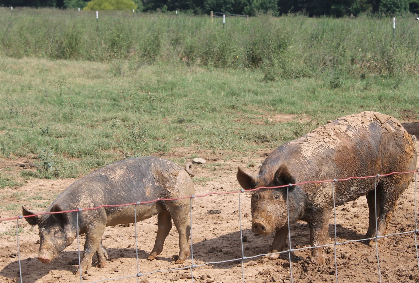 Cooking With Mary and Friends: Exploring Fort Farms - Heritage Breed ...