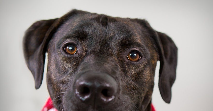 Shelter Dogs of Portland: "SIMONE" shiny dark brindle Lab/pitbull mix