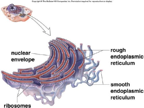 wahyudi agung: Tugas Aplikom, Artikel Biologi Retikulum Endoplasma