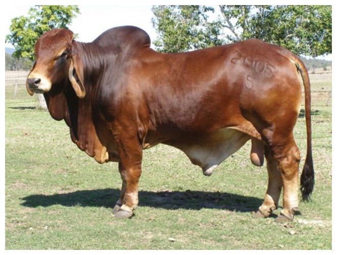 Razas de toros brahman - Imagui